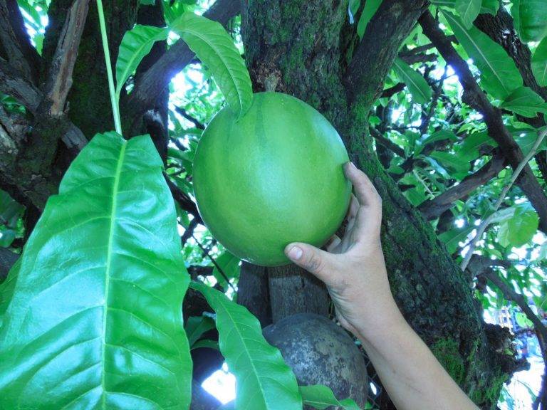 Plantacción: ¿Conoces los usos medicinales del fruto conocido como ...