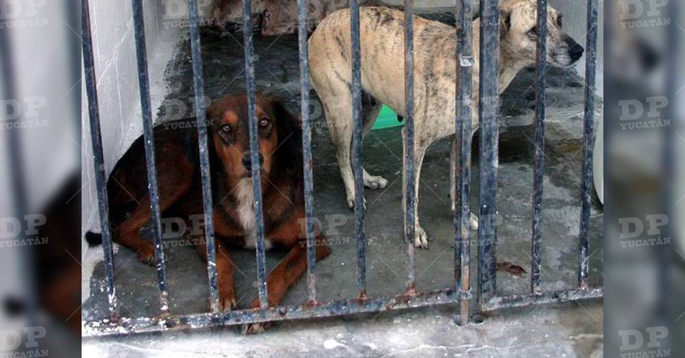 Aumenta la adopción de perros en Mérida