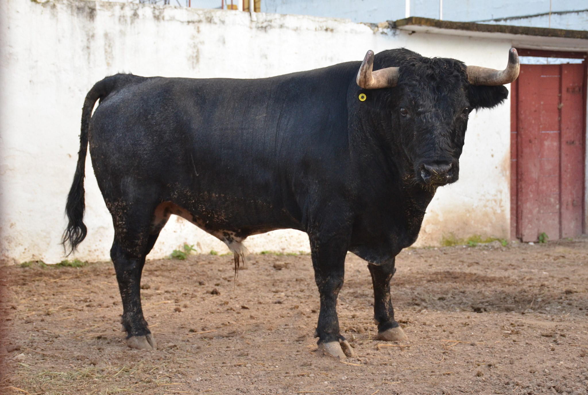 Olé en año nuevo: Plaza Mérida