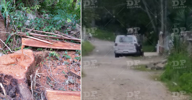 Denuncian tala inmoderada e impune de árboles en Yaxcabá