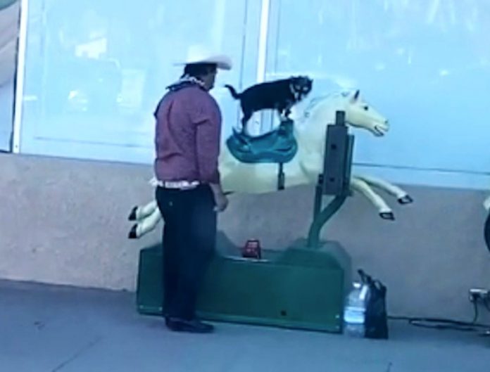 Señor sube a su 'perrijo' a un juego mecánico y se vuelve viral en TikTok