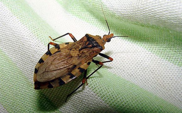 Yucatán: La picadura de este insecto podría causar la muerte o una ...