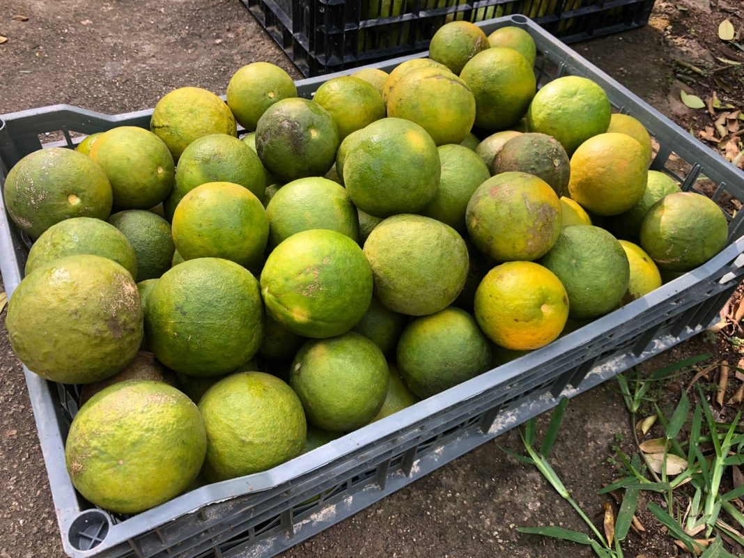 Venden la naranja agria muy cara y sin jugo