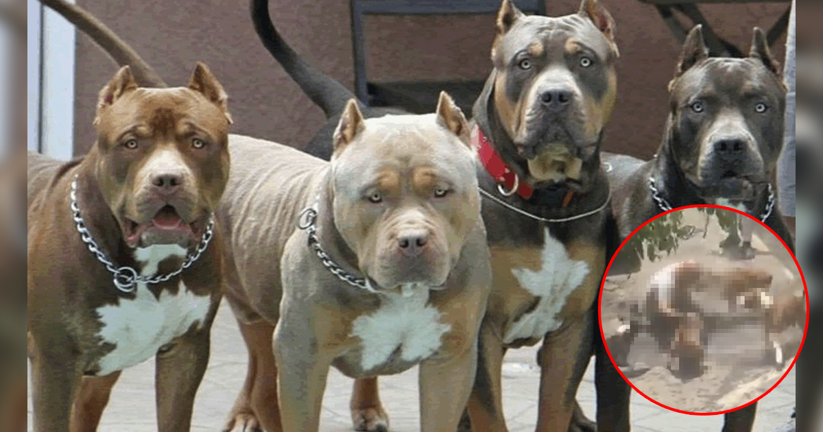 Captan momento en que pitbulls atacan a un perro y a su dueño salvajemente