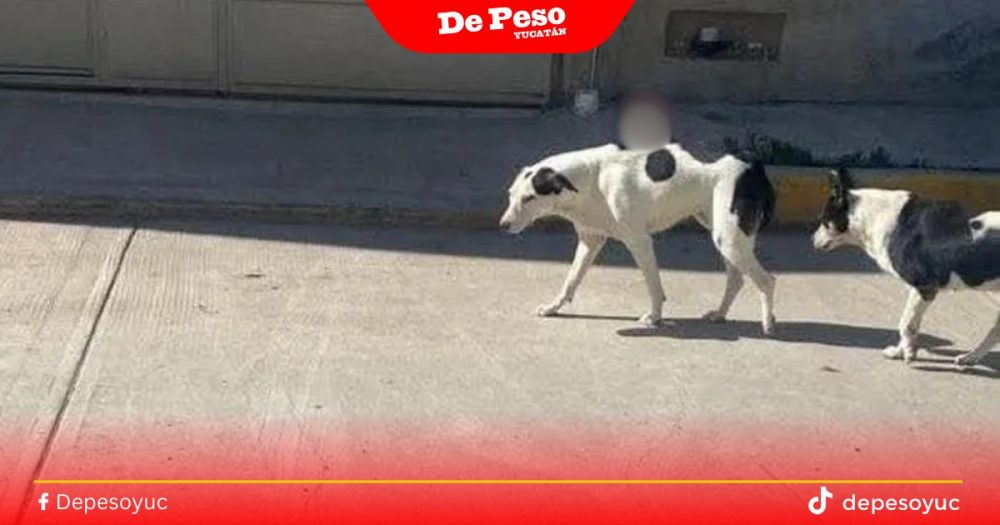Rescatan a perrito que andaba con un cuchillo cl4vado en el lomo