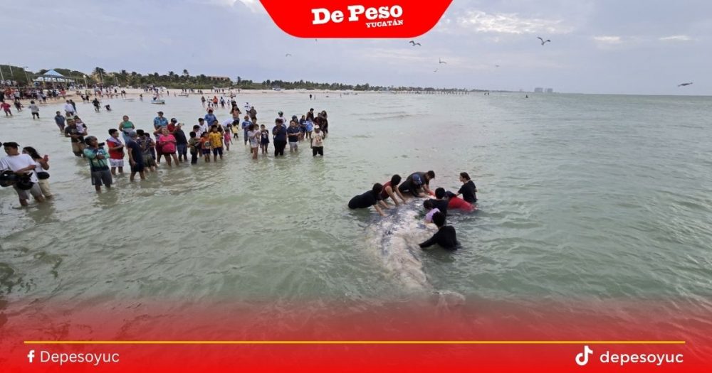 Choque contra embarcación, la causa más probable de muerte del tiburón que recaló en Progreso